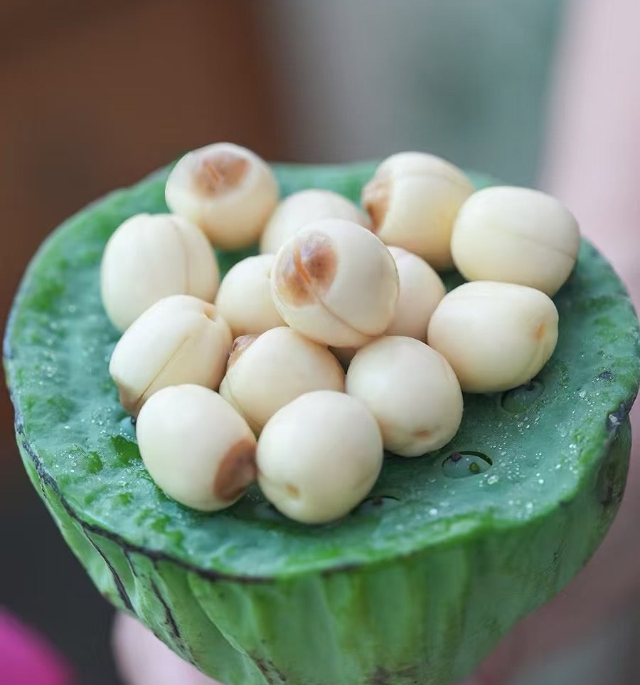 Lotus Seed – AHRIVA